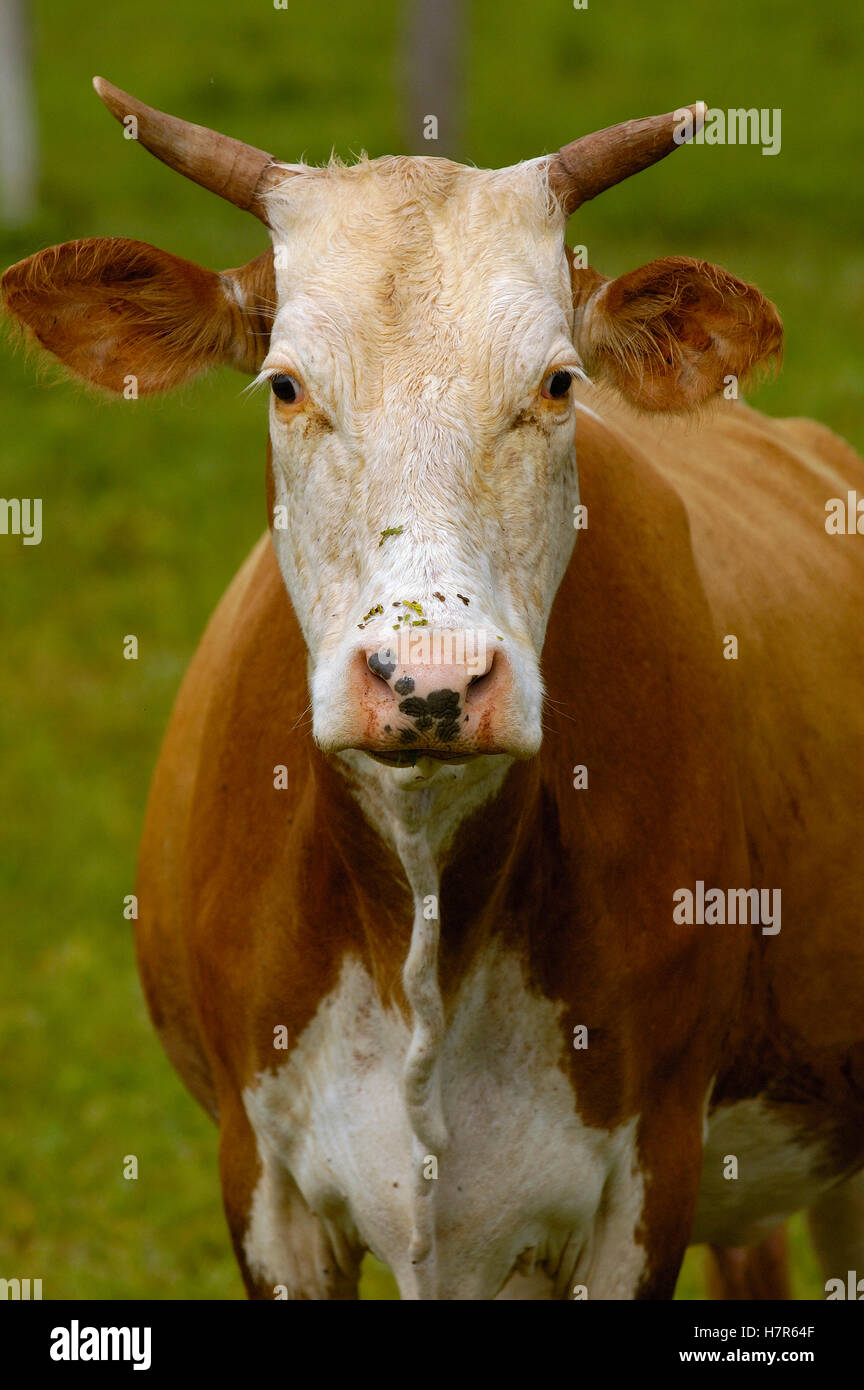Domestic Cattle (Bos taurus) female, Pantanal, Brazil Stock Photo - Alamy