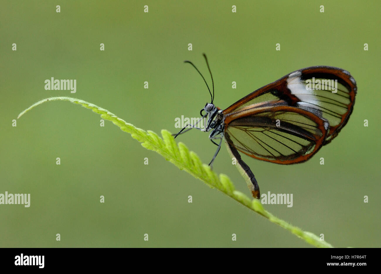 Nymphalid Butterfly (Nymphalidae) on western slope of the Andes ...