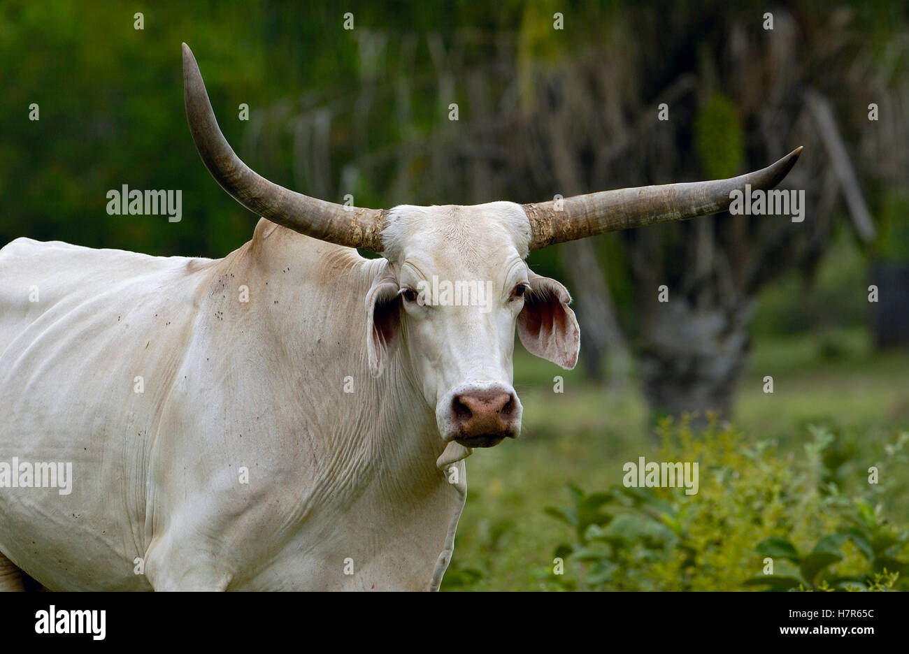 Domestic Cattle (Bos taurus) male, Brazil Stock Photo - Alamy