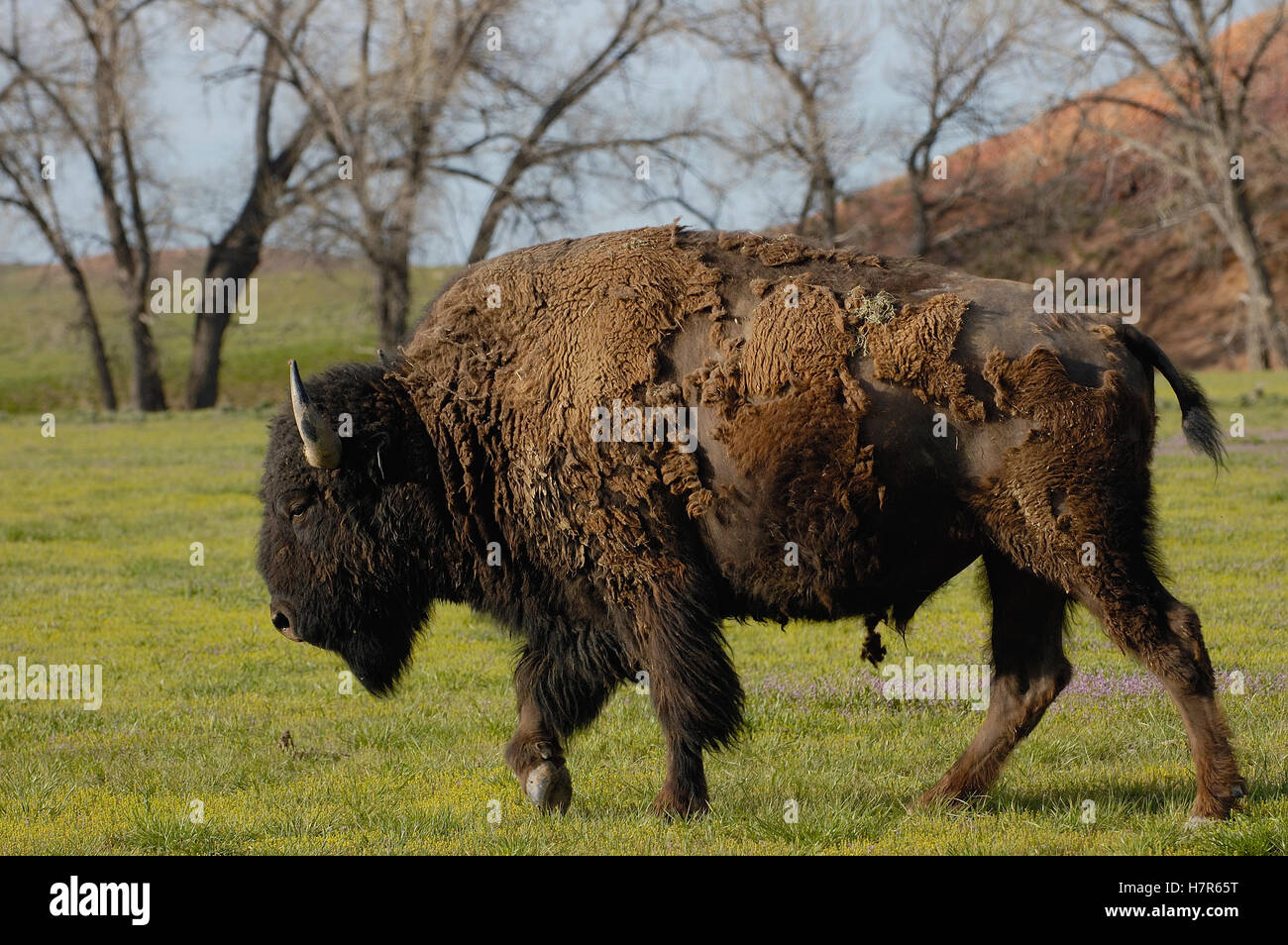 American Bison (Bison bison) male, Durham Ranch, Wyoming Stock Photo ...