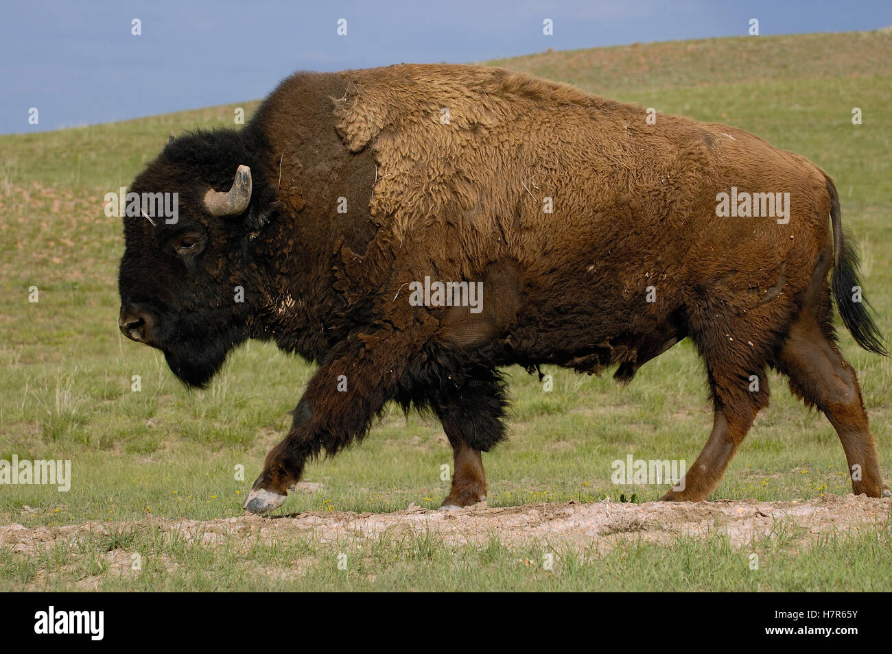American Bison (Bison bison) male, Durham Ranch, Wyoming Stock Photo ...