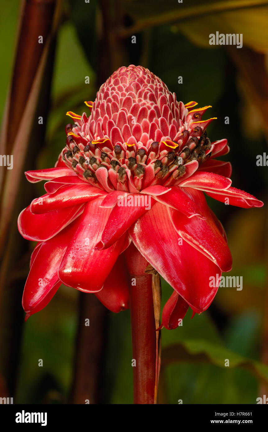 Ginger (Zingiberaceae) flower in lowlands of western Ecuador Stock ...