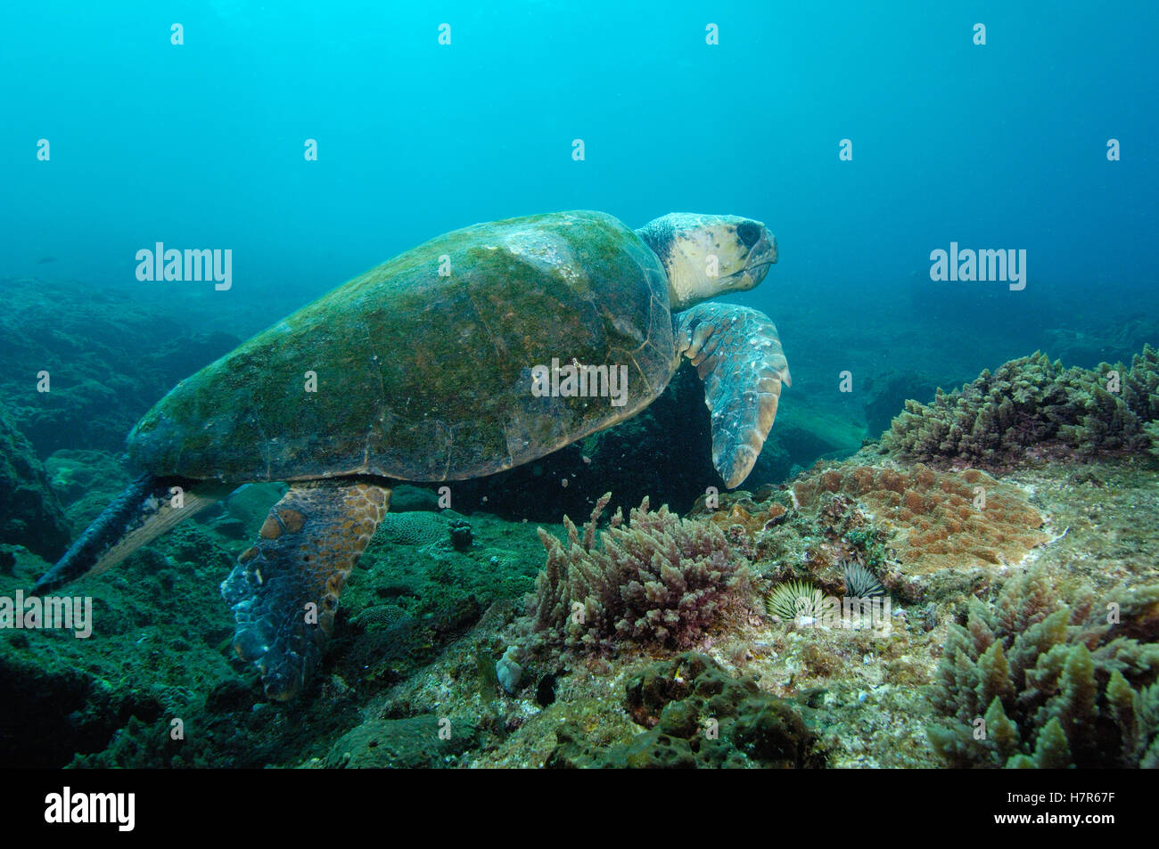 Loggerhead Sea Turtle (Caretta caretta) swimming near ocean bottom ...