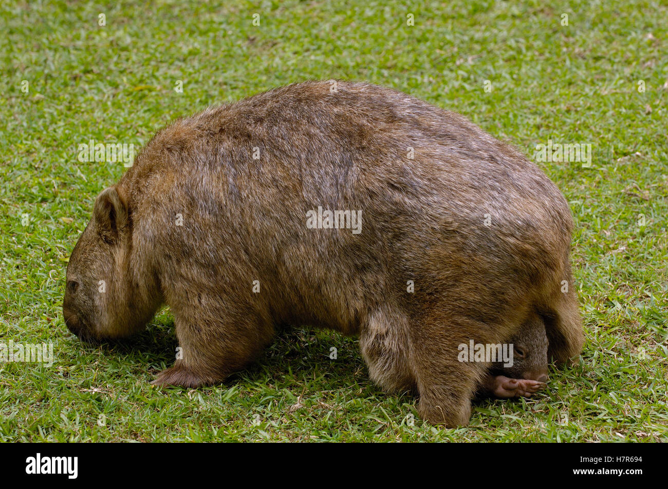 Common Wombat (Vombatus ursinus) with baby in pouch, Australia Stock ...