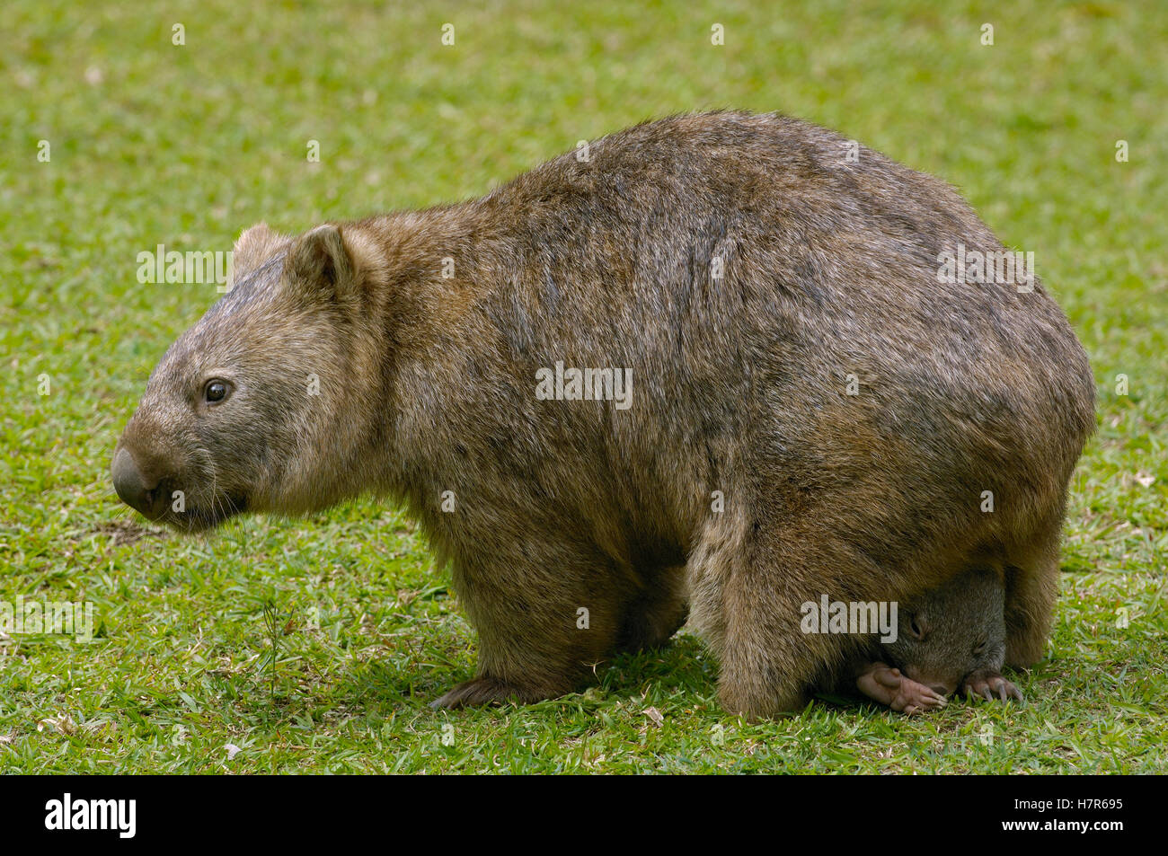 Common Wombat (Vombatus ursinus) with baby in pouch, Australia Stock ...