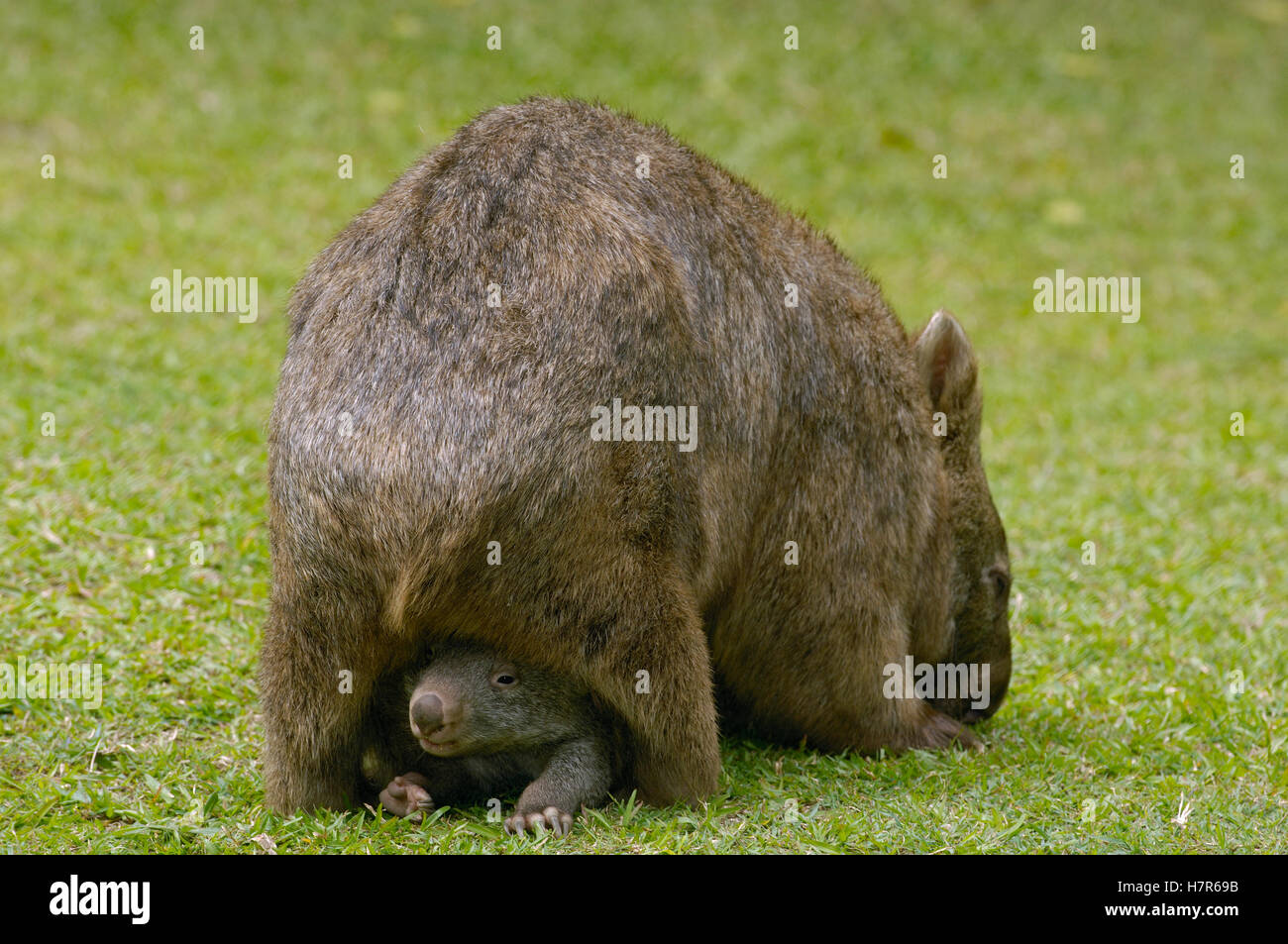 Common Wombat (Vombatus ursinus) with baby in pouch, Australia Stock ...