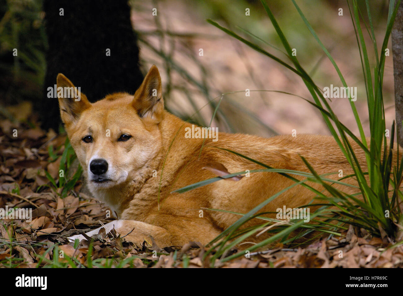 Dingo (Canis lupus dingo), Australia Zoo, Tasmania, Australia Stock ...