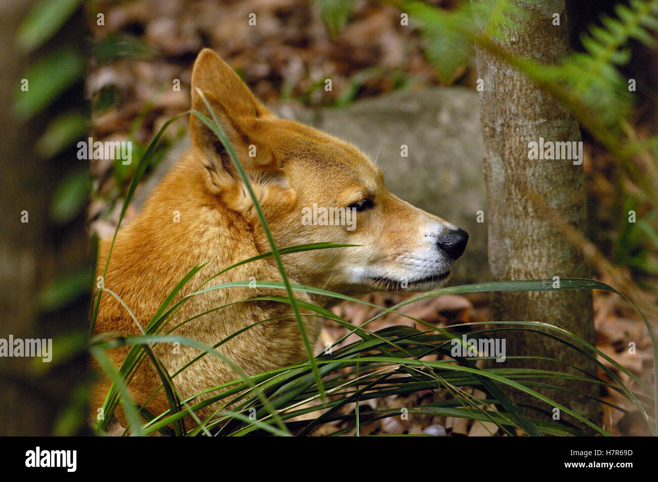 Dingo (Canis lupus dingo), Australia Zoo, Tasmania, Australia Stock ...