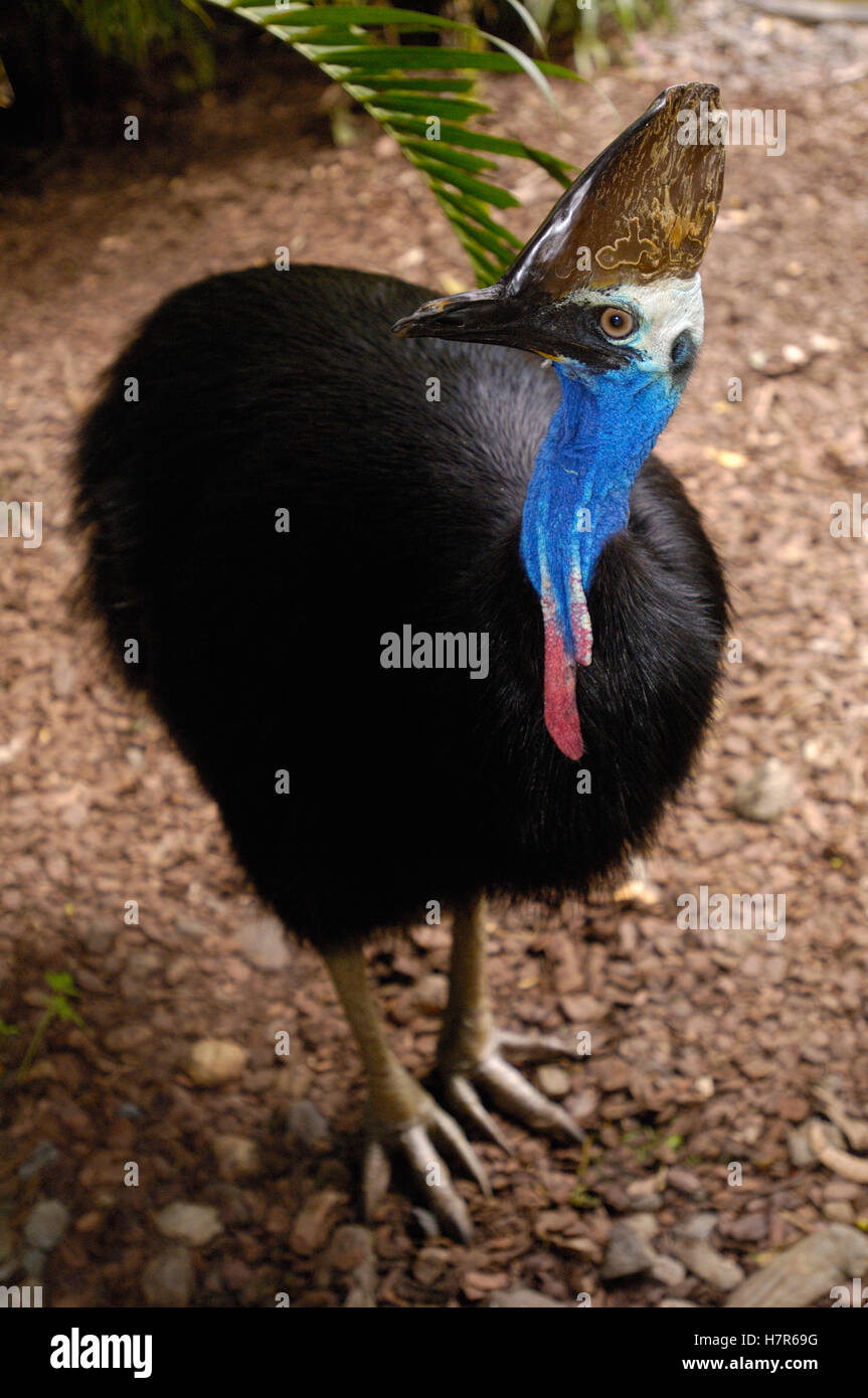 Southern Cassowary (Casuarius casuarius), Australia Stock Photo - Alamy
