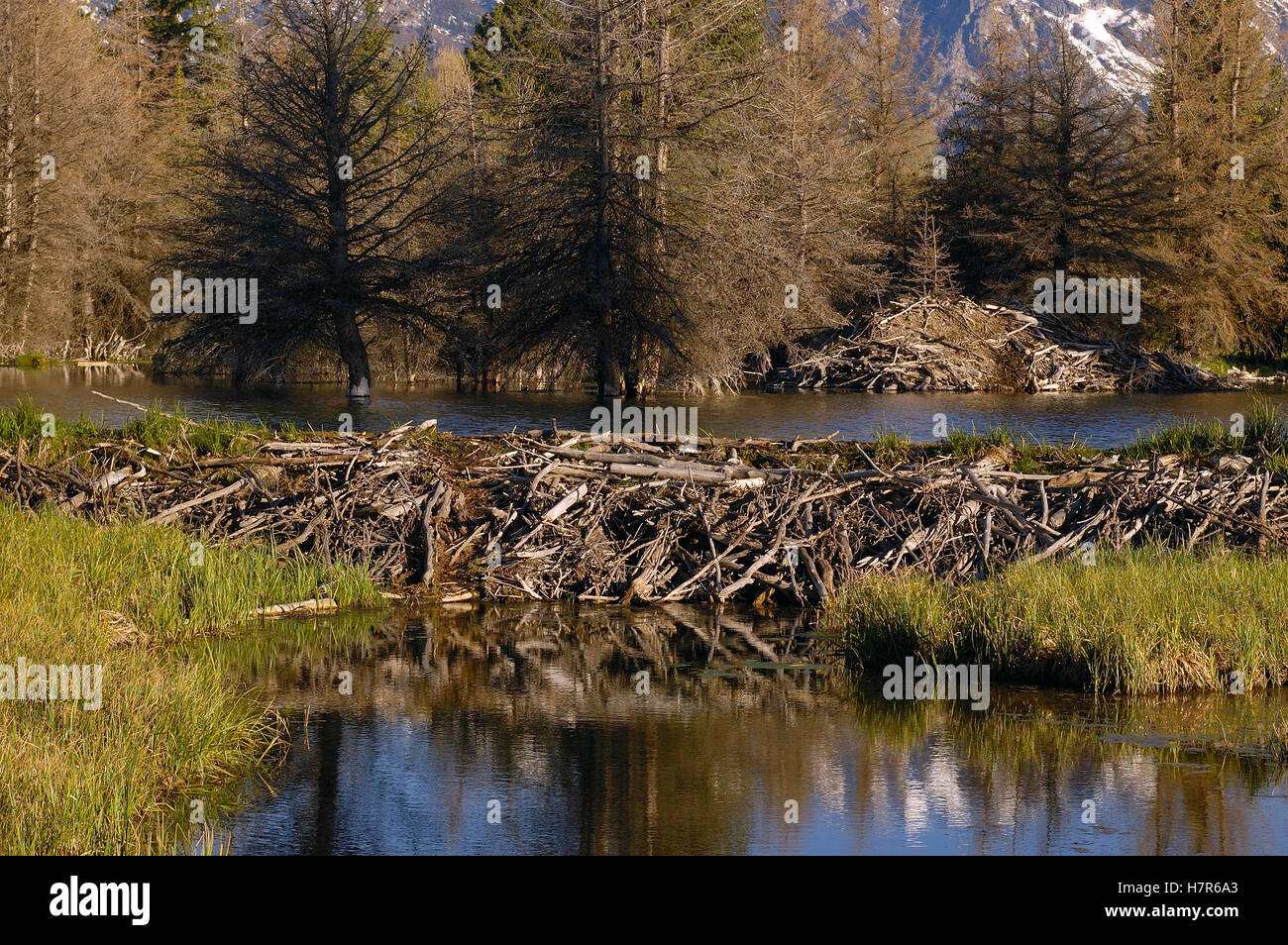 American Beaver (Castor canadensis) pond with dam and lodge, Grand ...