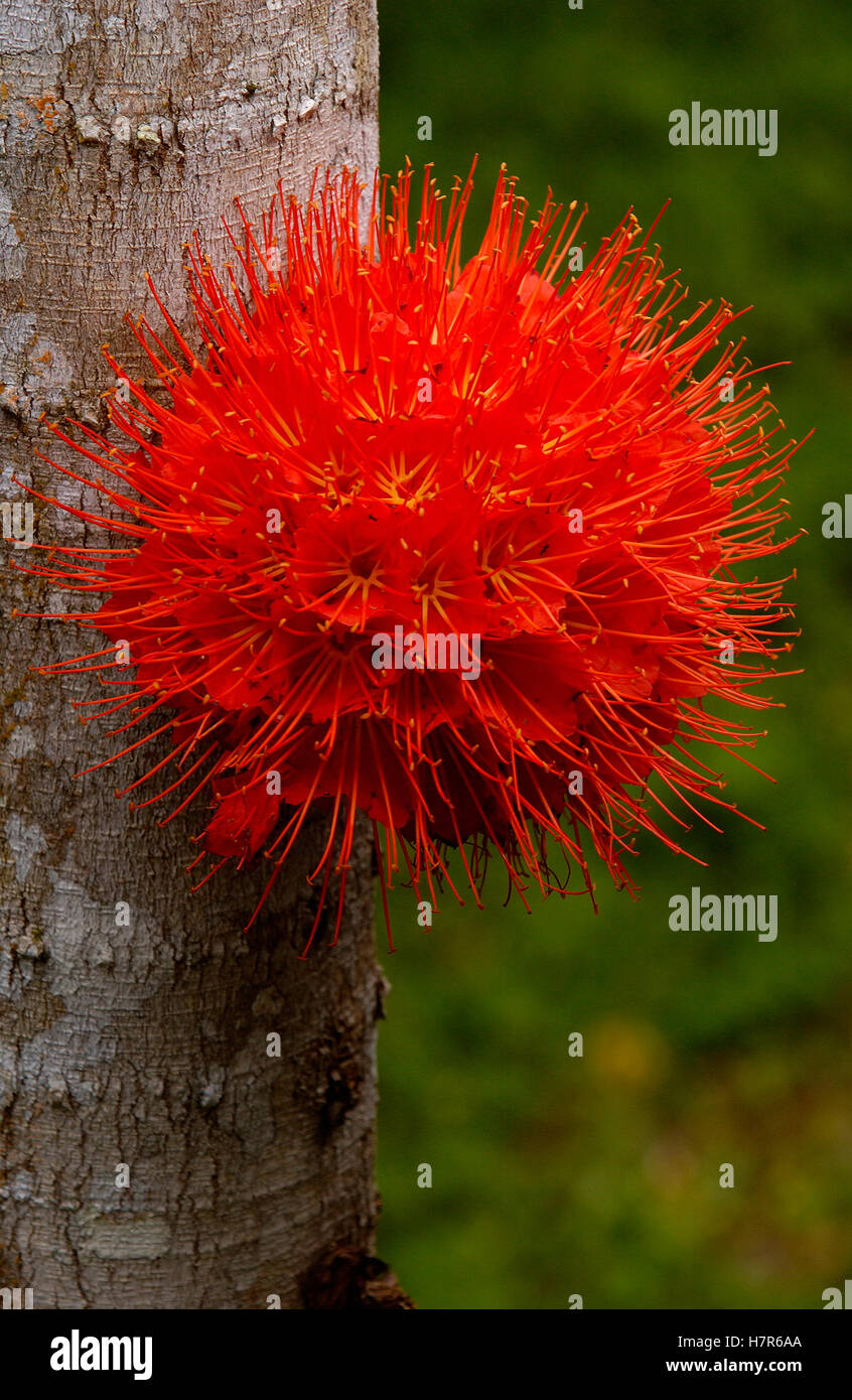 Panama Flame Tree (Brownea macrophylla) flower, Amazon Rainforest ...