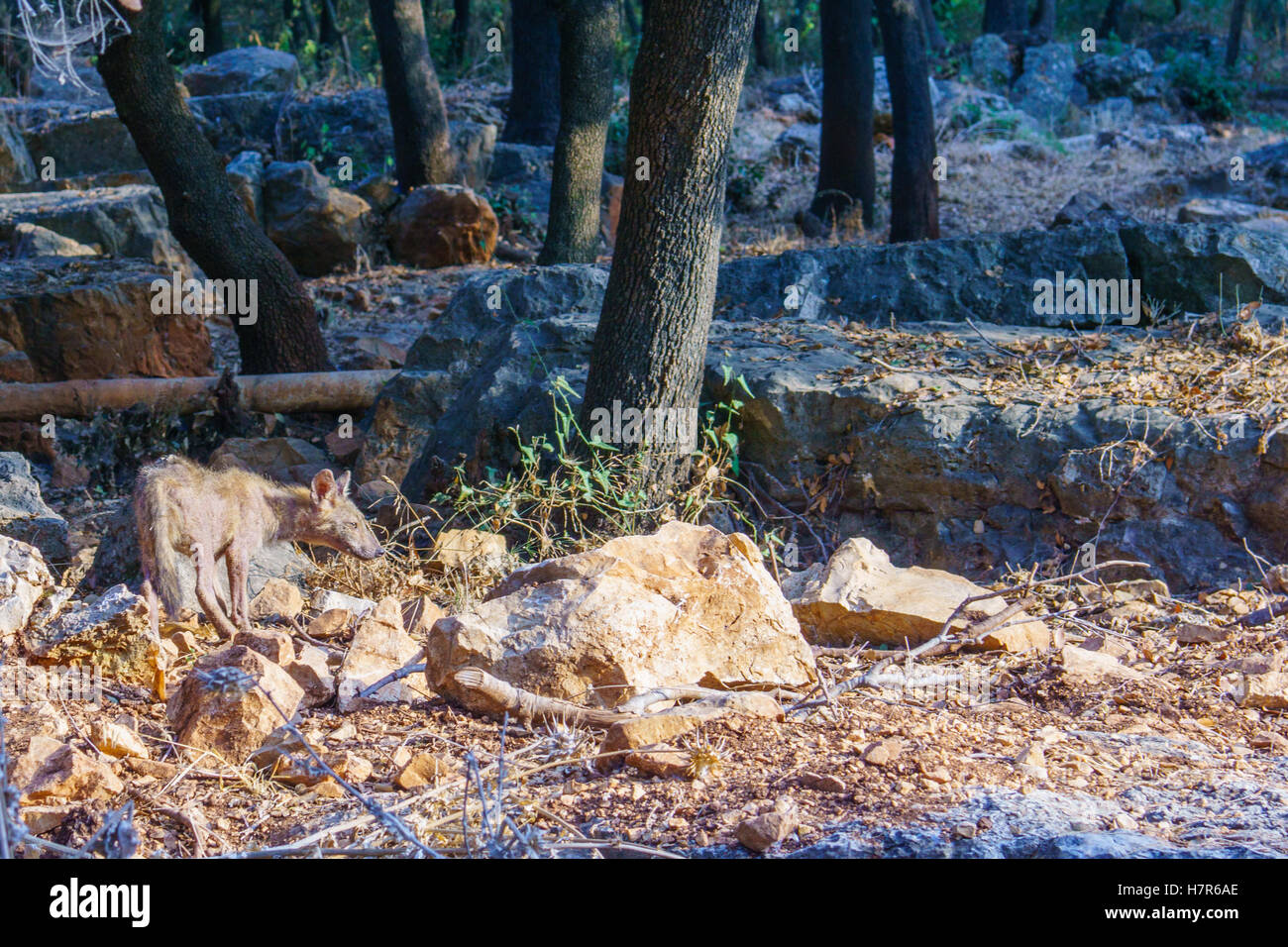 Fox Israel High Resolution Stock Photography and Images - Alamy