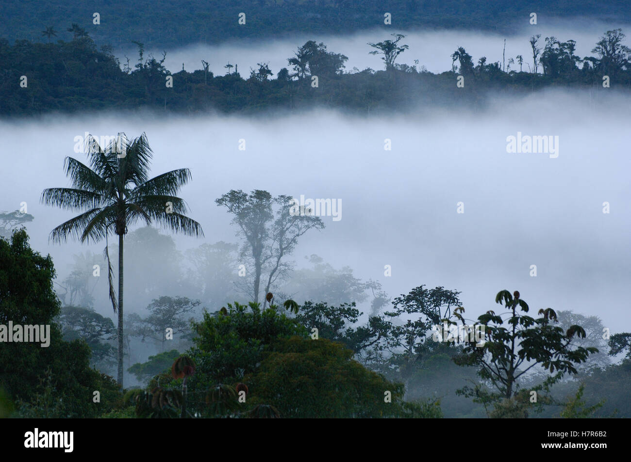 Cloud forest vegetation in mist, western slope of the Andes Mountains ...