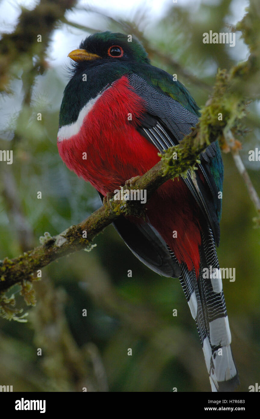 Masked Trogon (Trogon personatus) male, western slope of the Andes ...