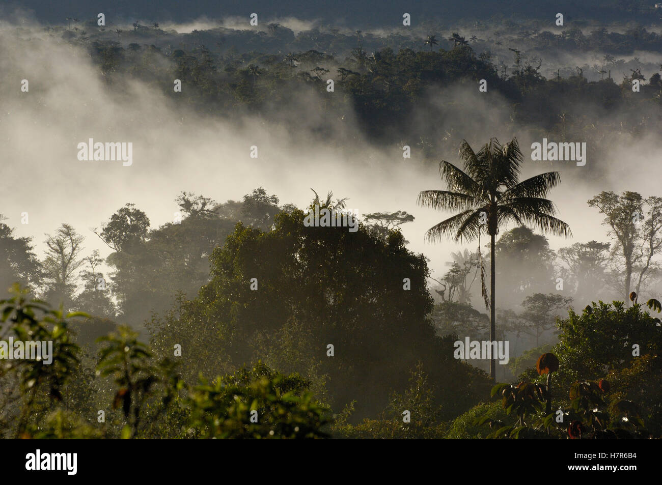 Cloud forest vegetation in mist, western slope of the Andes Mountains, San Isidro Cloud Forest ...