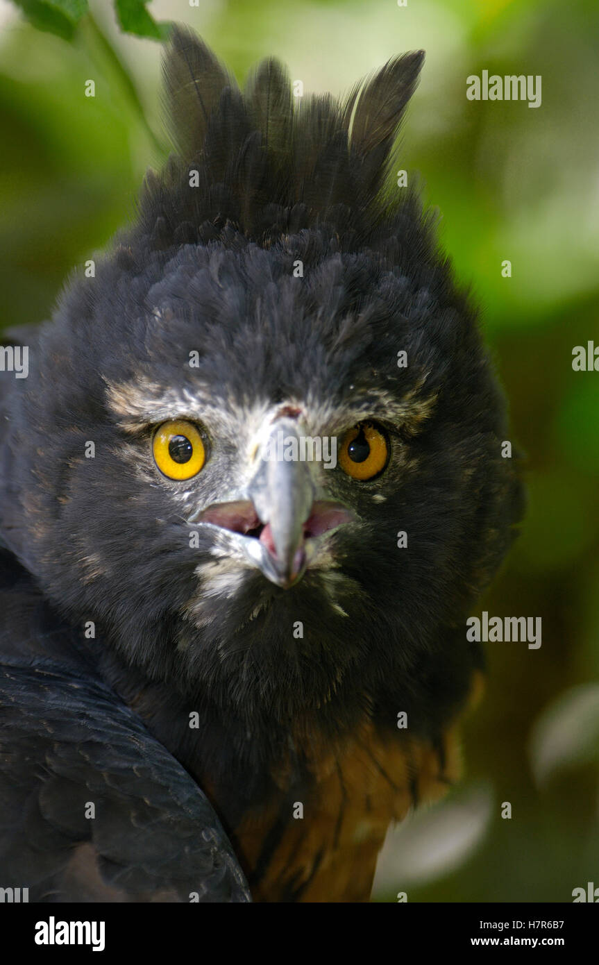 Black-and-chestnut Eagle (Spizaetus isidori), Andes Mountains, Ecuador ...