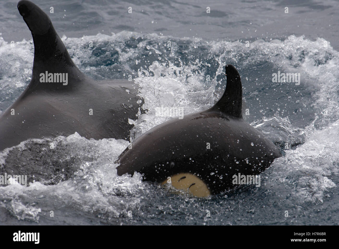 Orca (Orcinus orca) mother and calf diving, Galapagos Islands, Ecuador ...