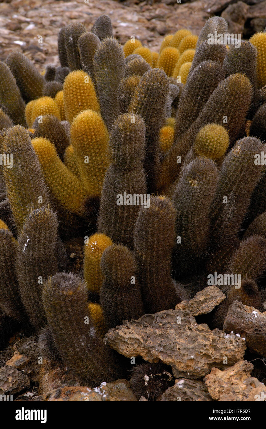 Lava Cactus (Brachycereus nesioticus) growing on the lava of Tower ...