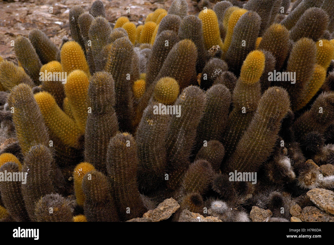Lava Cactus (Brachycereus nesioticus) growing on the lava of Tower ...