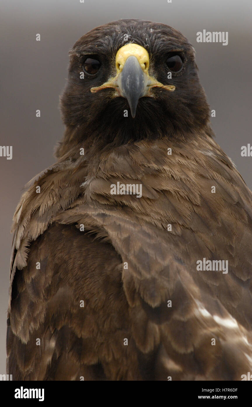 Galapagos Hawk (Buteo galapagoensis), Santa Fe Island, Galapagos ...