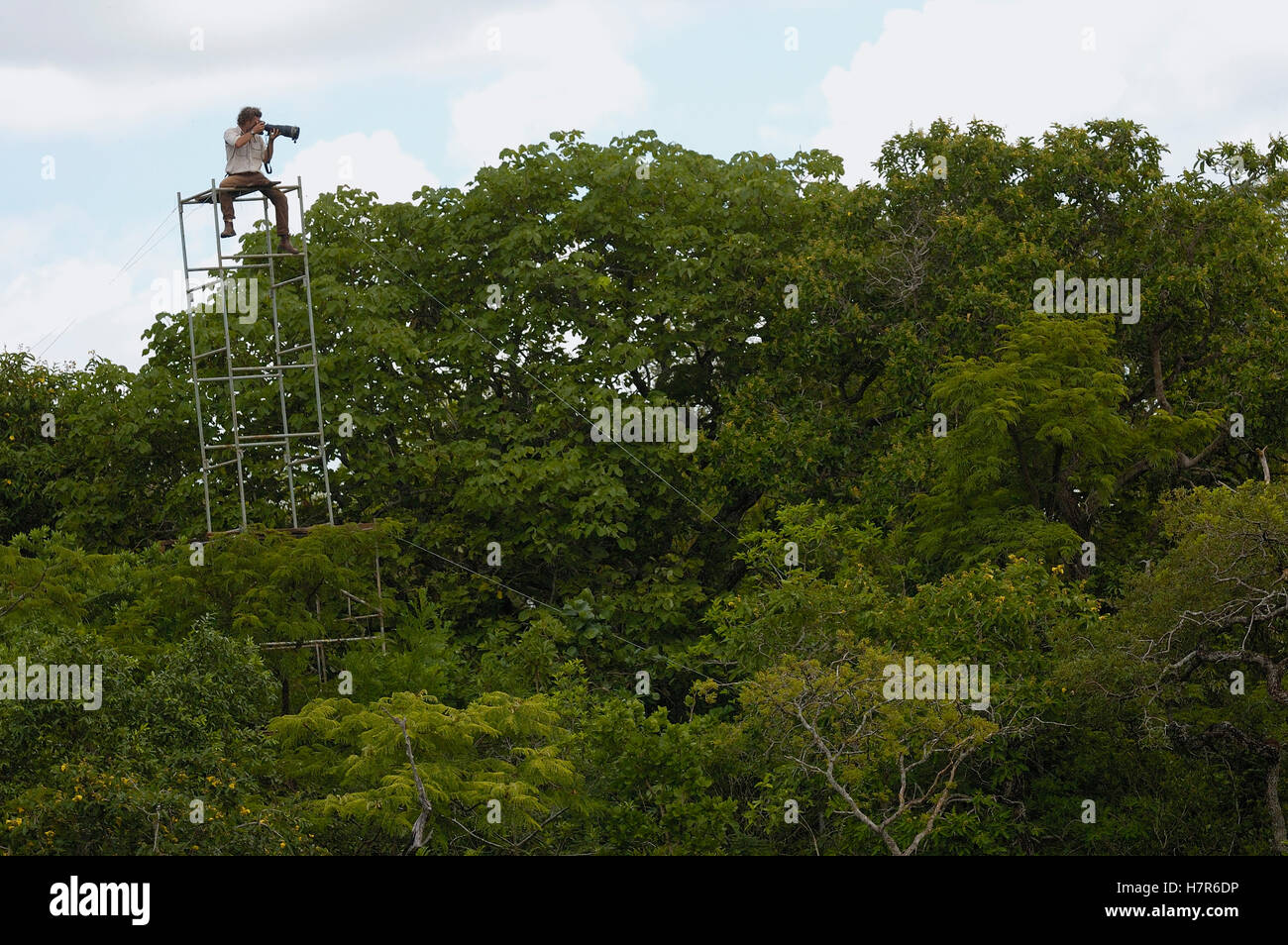 Pete Oxford photographing macaws from a scaffolding tower, Serra da ...