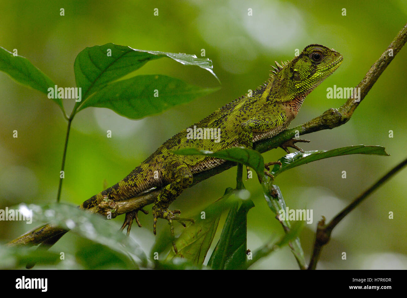 Amazon Wood Lizard (Enyalioides laticeps) in tree, Amazon Rainforest ...