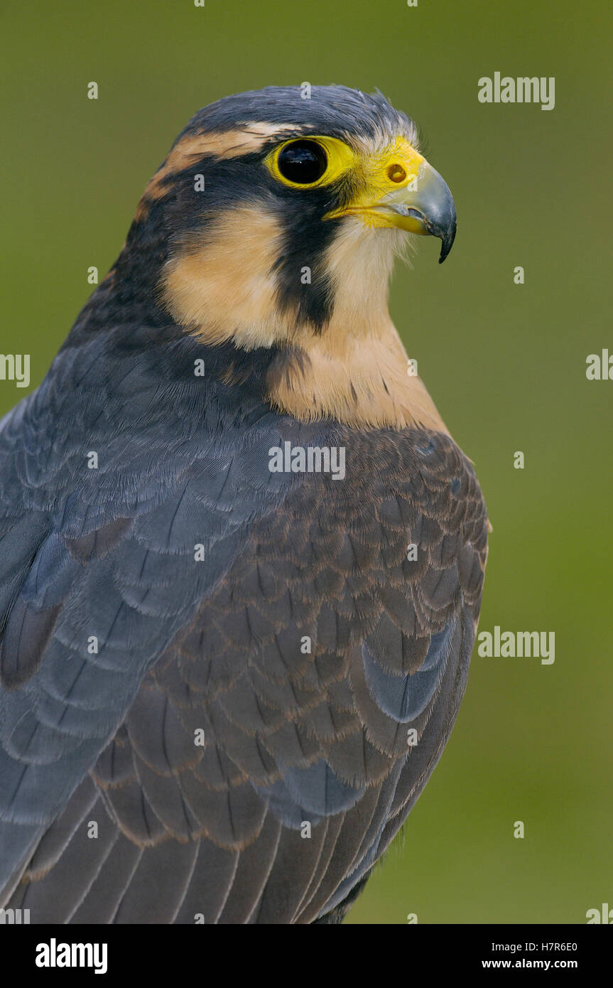 Aplomado Falcon (Falco femoralis) portrait, Ecuador Stock Photo - Alamy