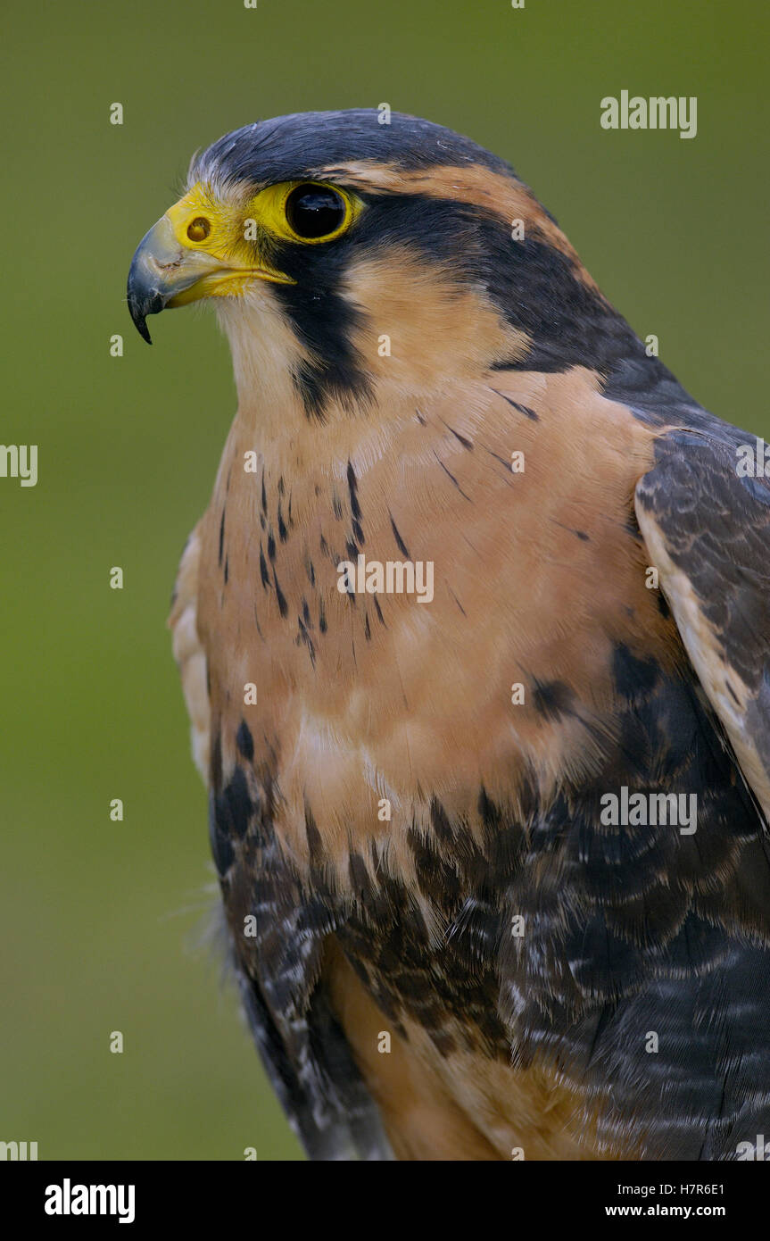 Aplomado Falcon (Falco femoralis) portrait, Ecuador Stock Photo - Alamy