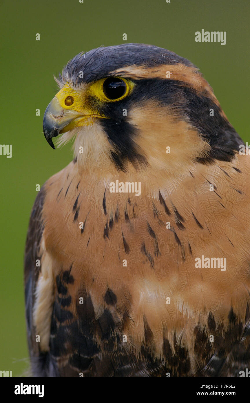 Aplomado Falcon (Falco femoralis) portrait, Ecuador Stock Photo - Alamy