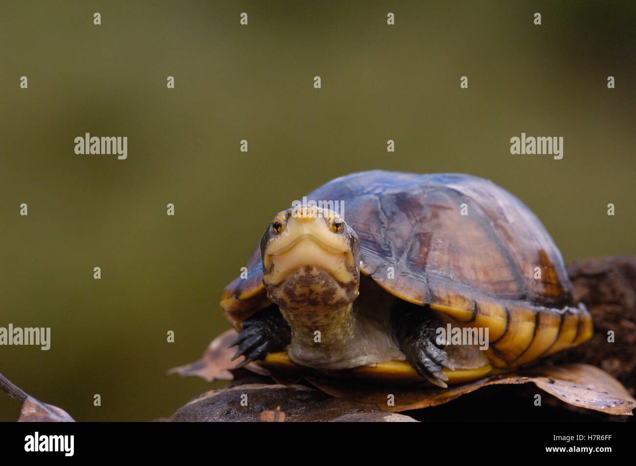 White-lipped Mud Turtle (Kinosternon leucostomum) portrait, Ecuador ...
