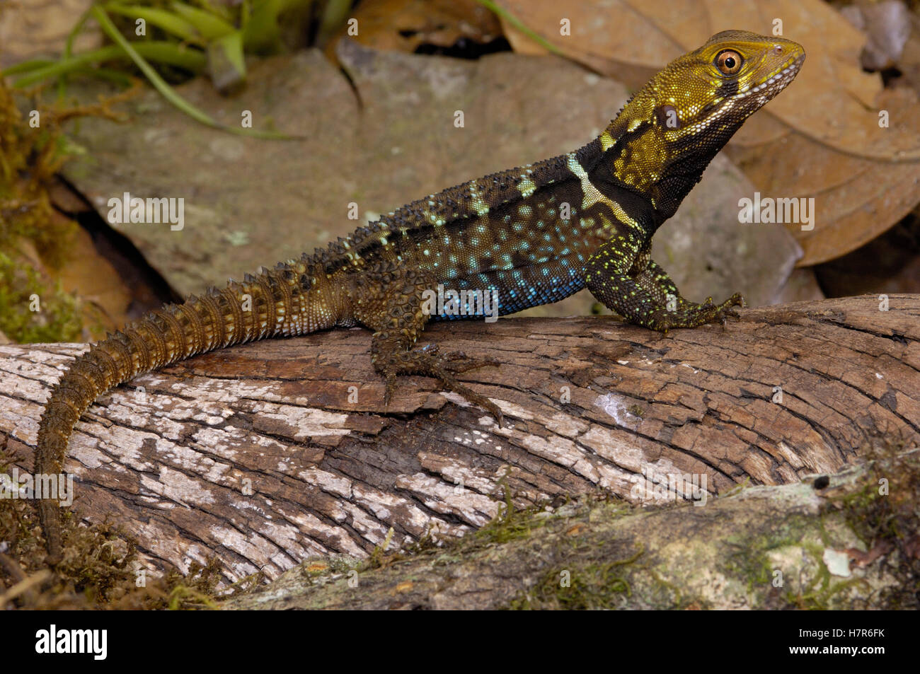 Amazon Lizard (Moronosaurus annularis), Amazon Rainforest, Ecuador ...