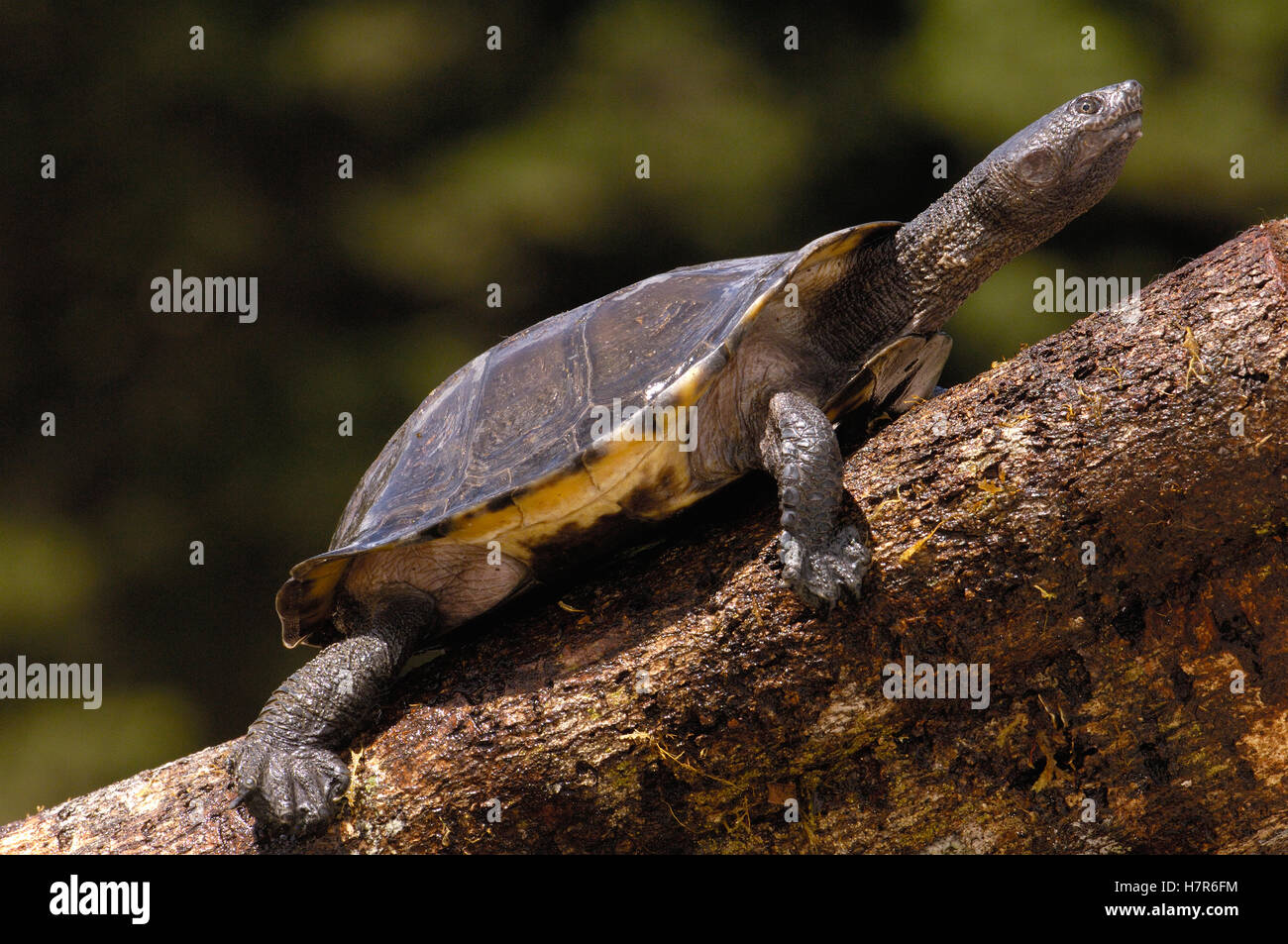 Common Toad-headed Turtle (Phrynops nasutus) basking, Ecuador Stock ...