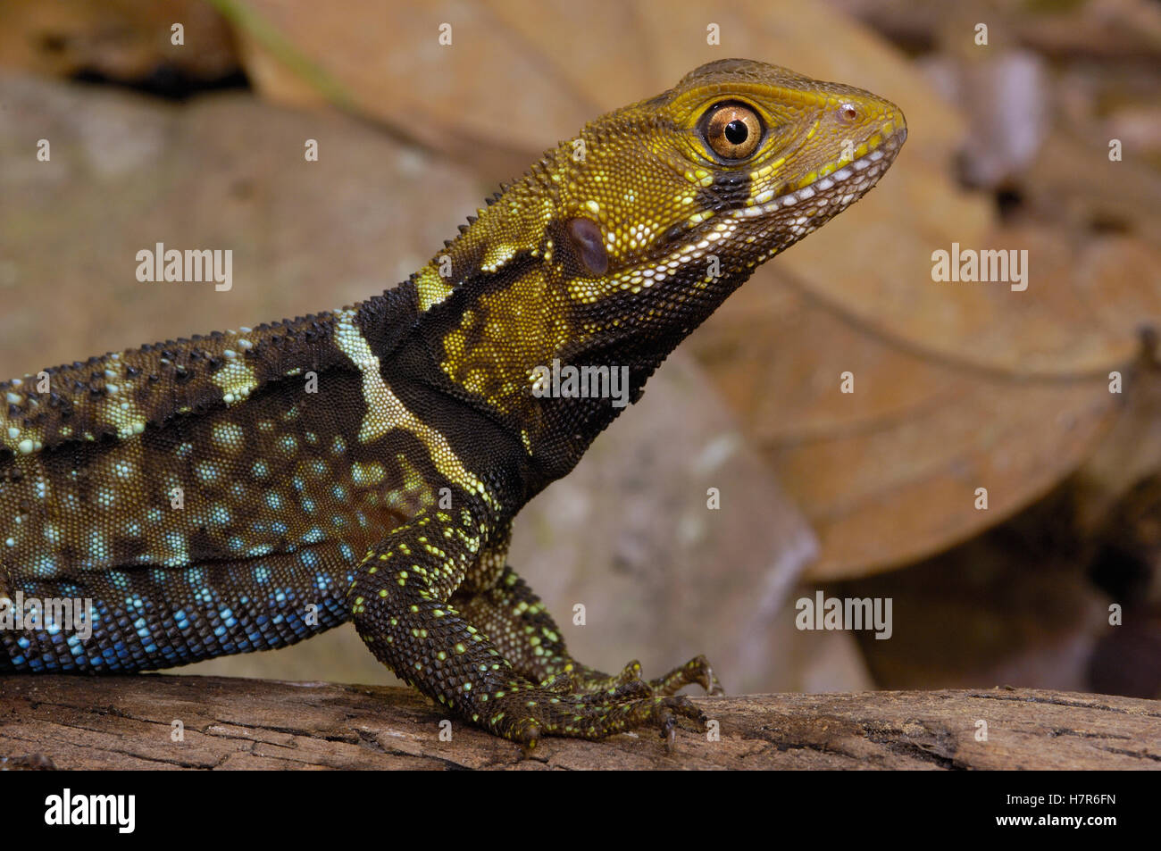 Amazon Lizard (Moronosaurus annularis), Amazon Rainforest, Ecuador ...