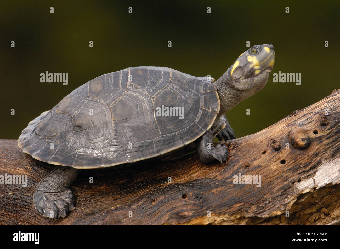 Yellow-spotted Amazon River Turtle (Podocnemis unifilis) portrait ...