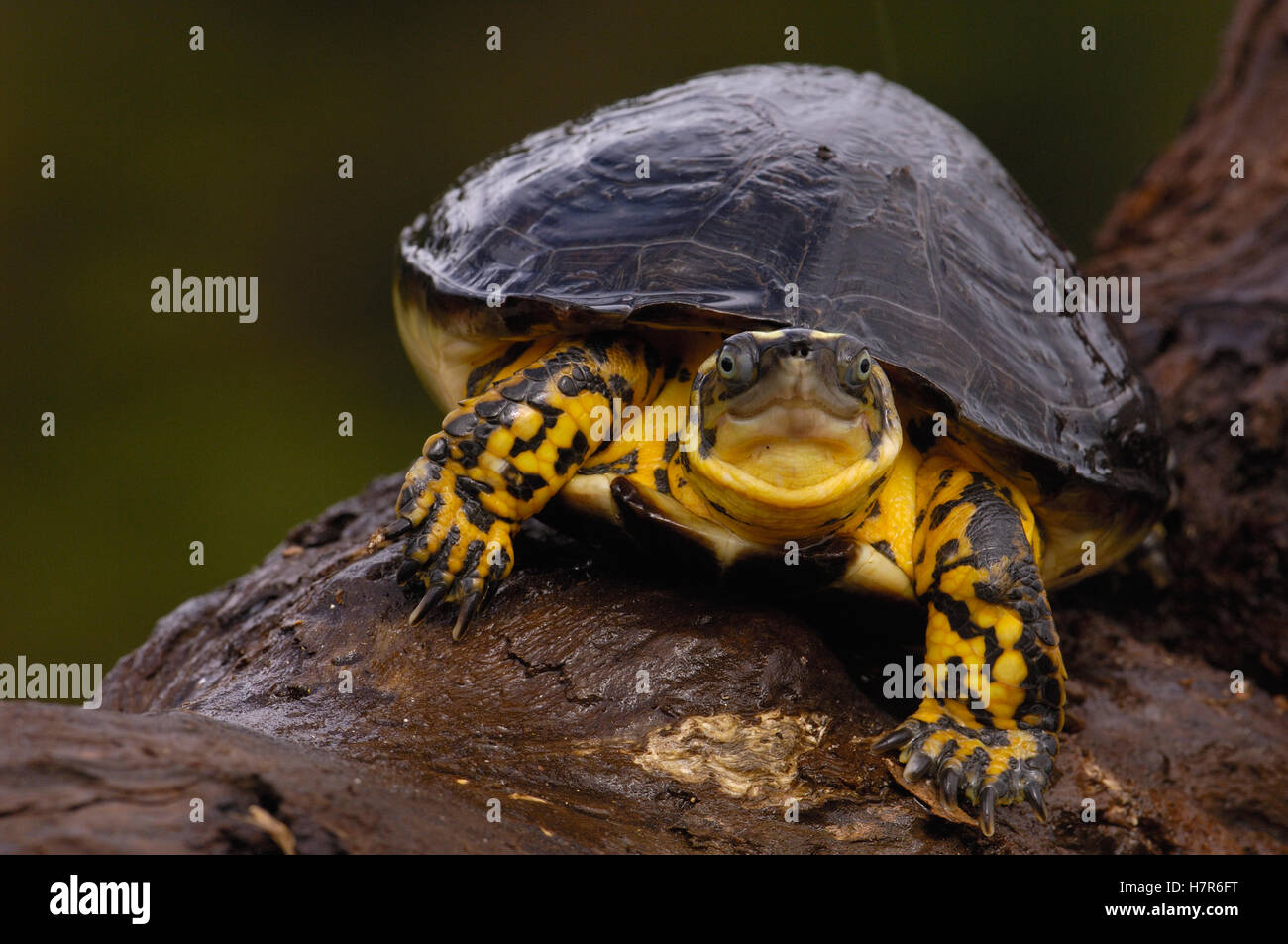Colombian Wood Turtle (Rhinoclemys melanosterna) portrait, Amazon ...