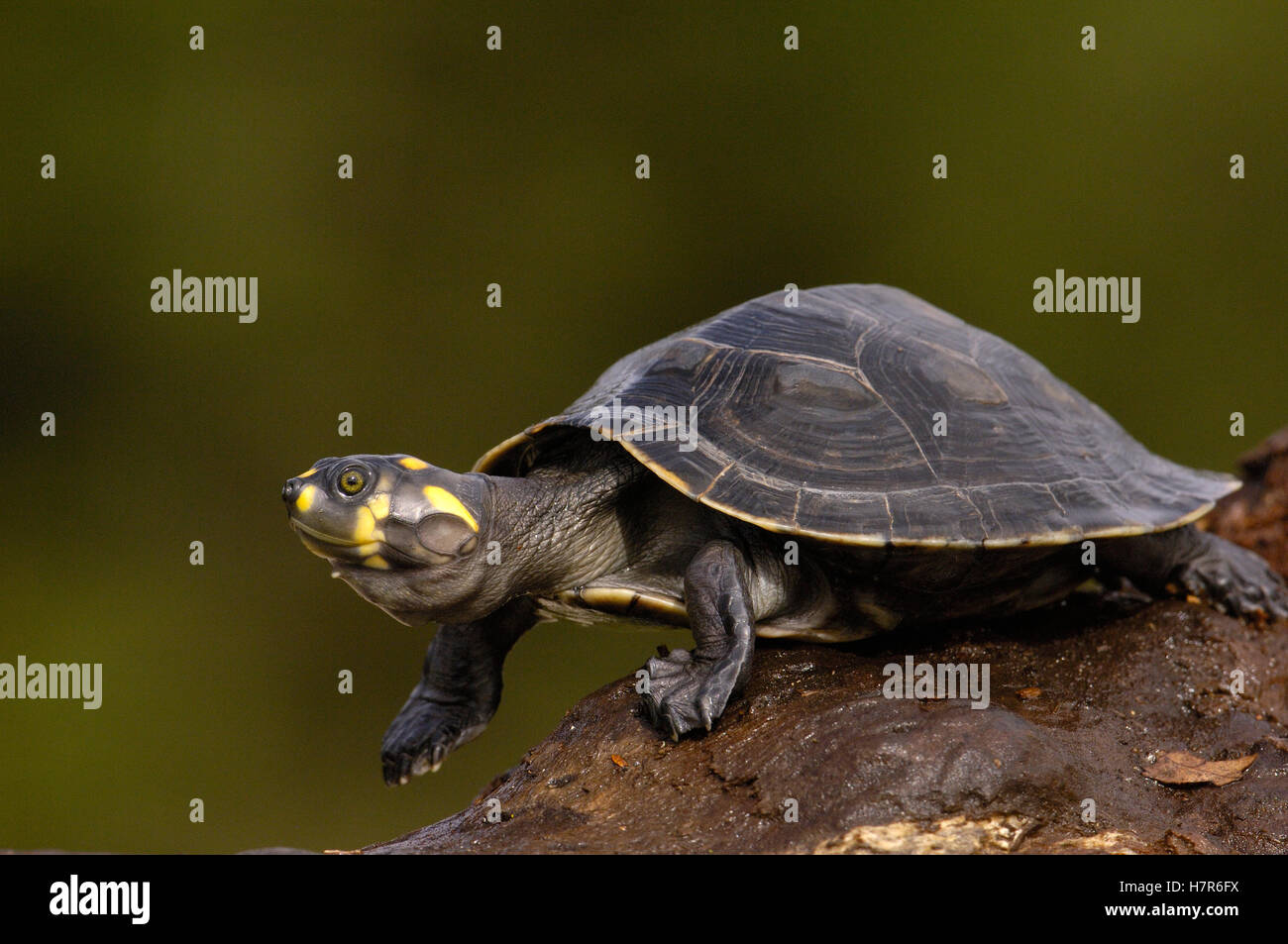 Yellow-spotted Amazon River Turtle (Podocnemis unifilis) portrait ...