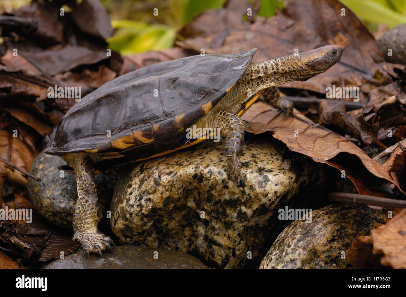 Twist-neck Turtle (Platemys platycephala) portrait, Amazon Rainforest ...