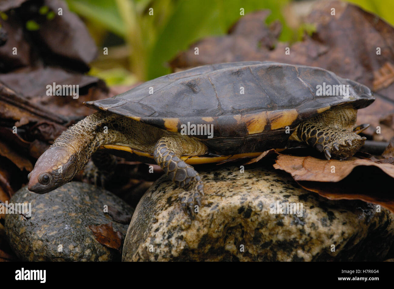 Twist-neck Turtle (Platemys platycephala) portrait, Amazon Rainforest ...