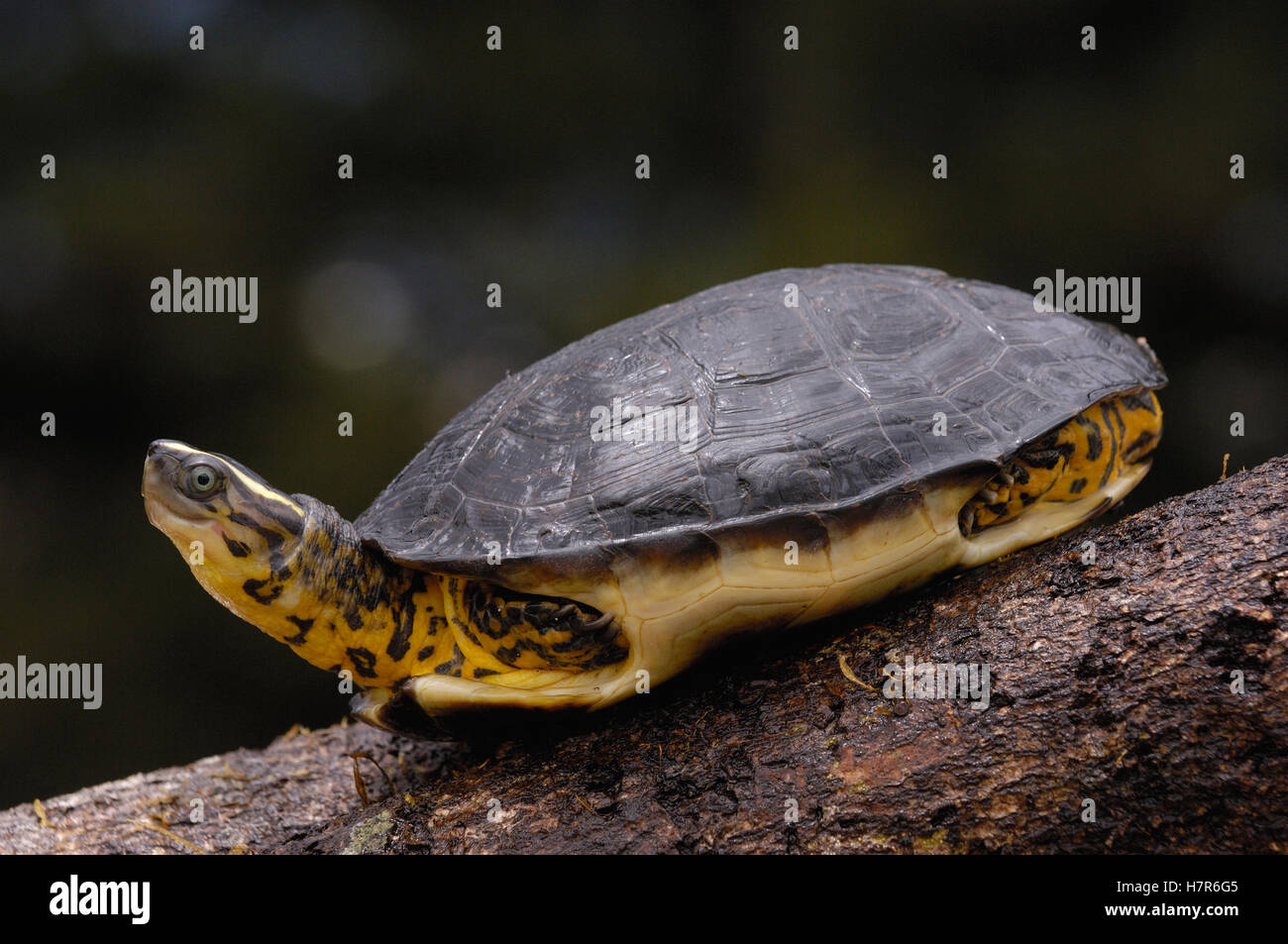 Colombian Wood Turtle (Rhinoclemys melanosterna) with legs drawn into ...