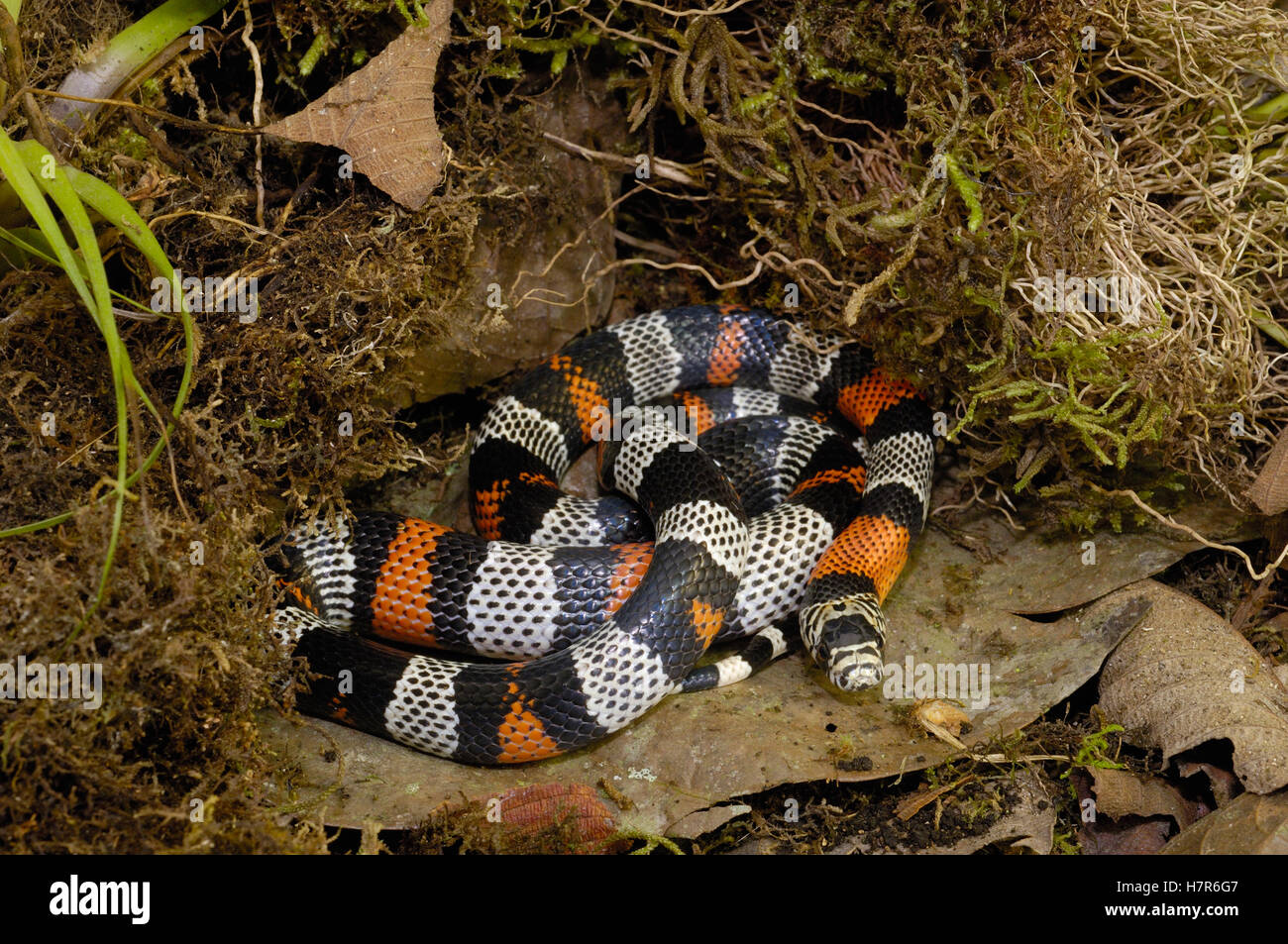 Milk Snake (Lampropeltis triangulum), mimics venomous coral snakes ...
