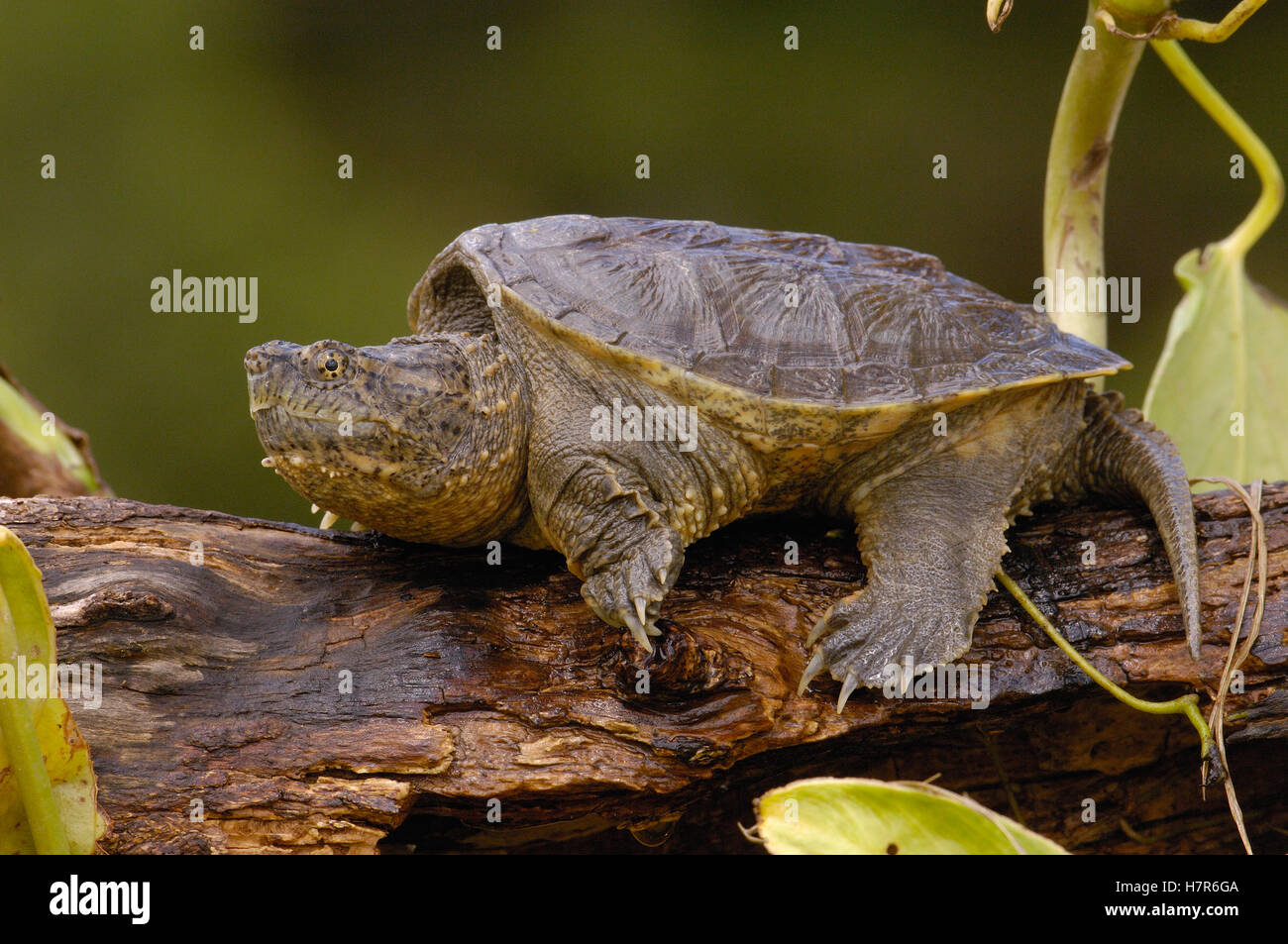 Ecuadorian Snapping Turtle (Chelydra serpentina acutirostris), Ecuador ...