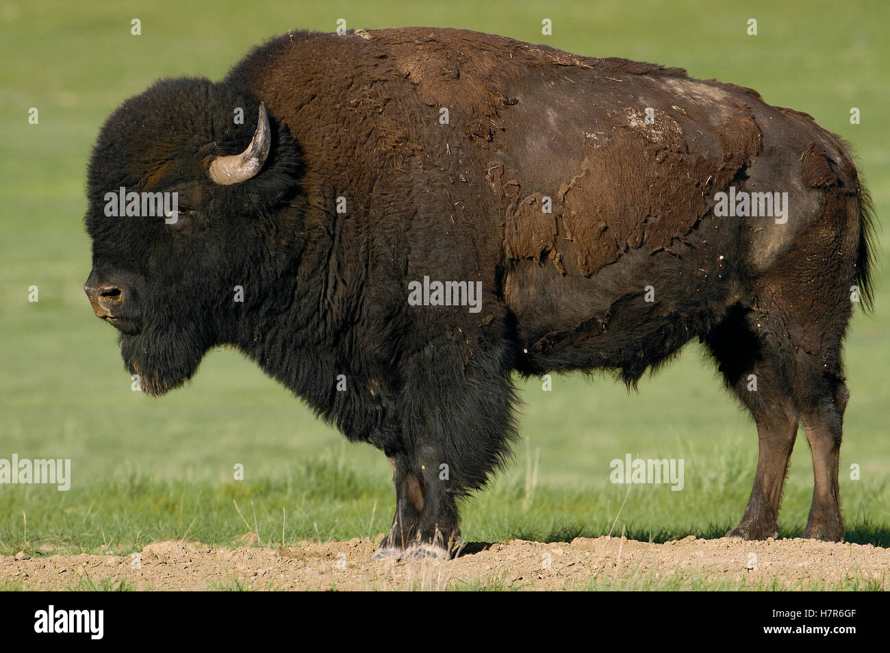 American Bison (Bison bison) male, Durham Ranch, Wyoming Stock Photo ...
