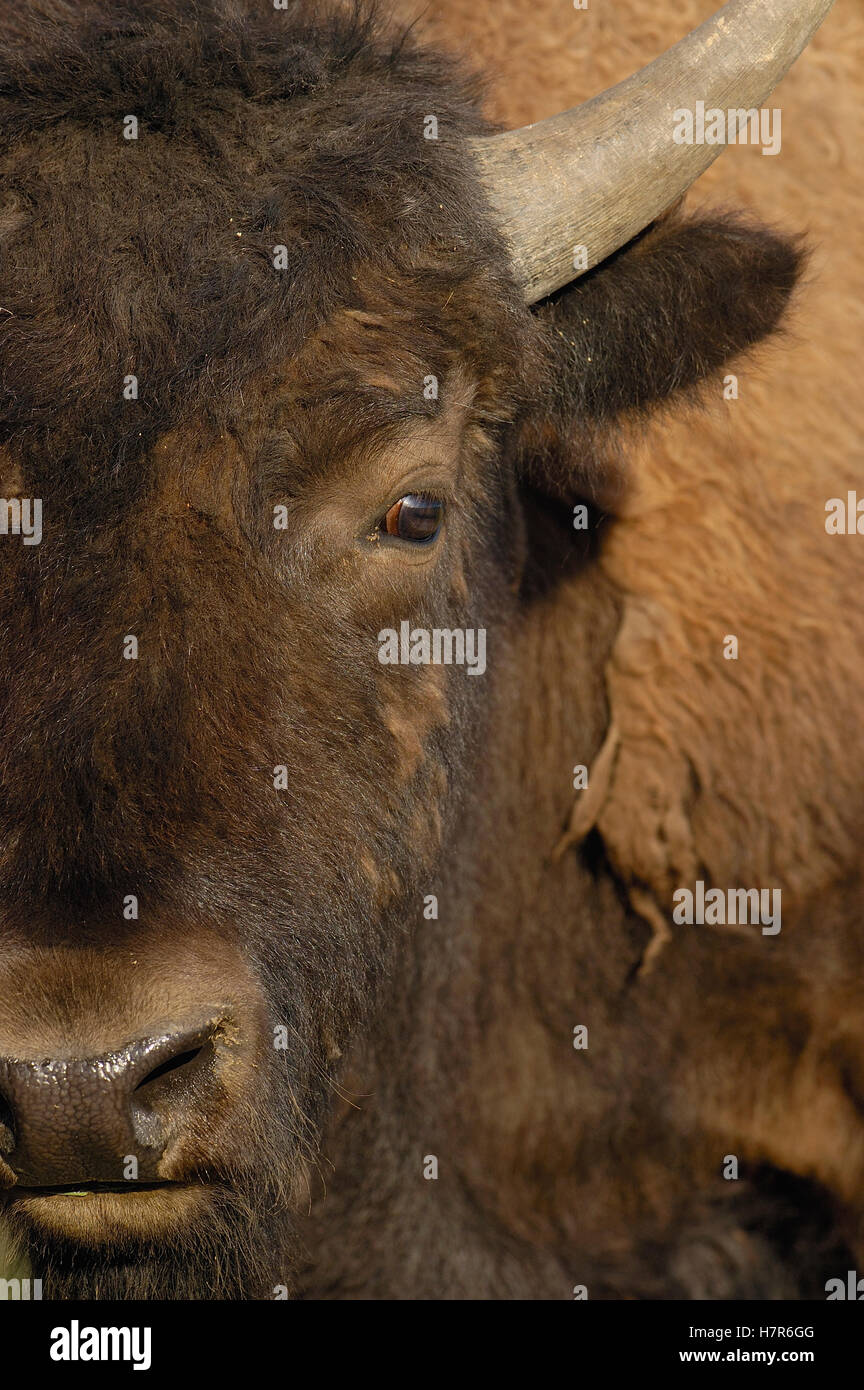American Bison (Bison bison) male, Durham Ranch, Wyoming Stock Photo ...