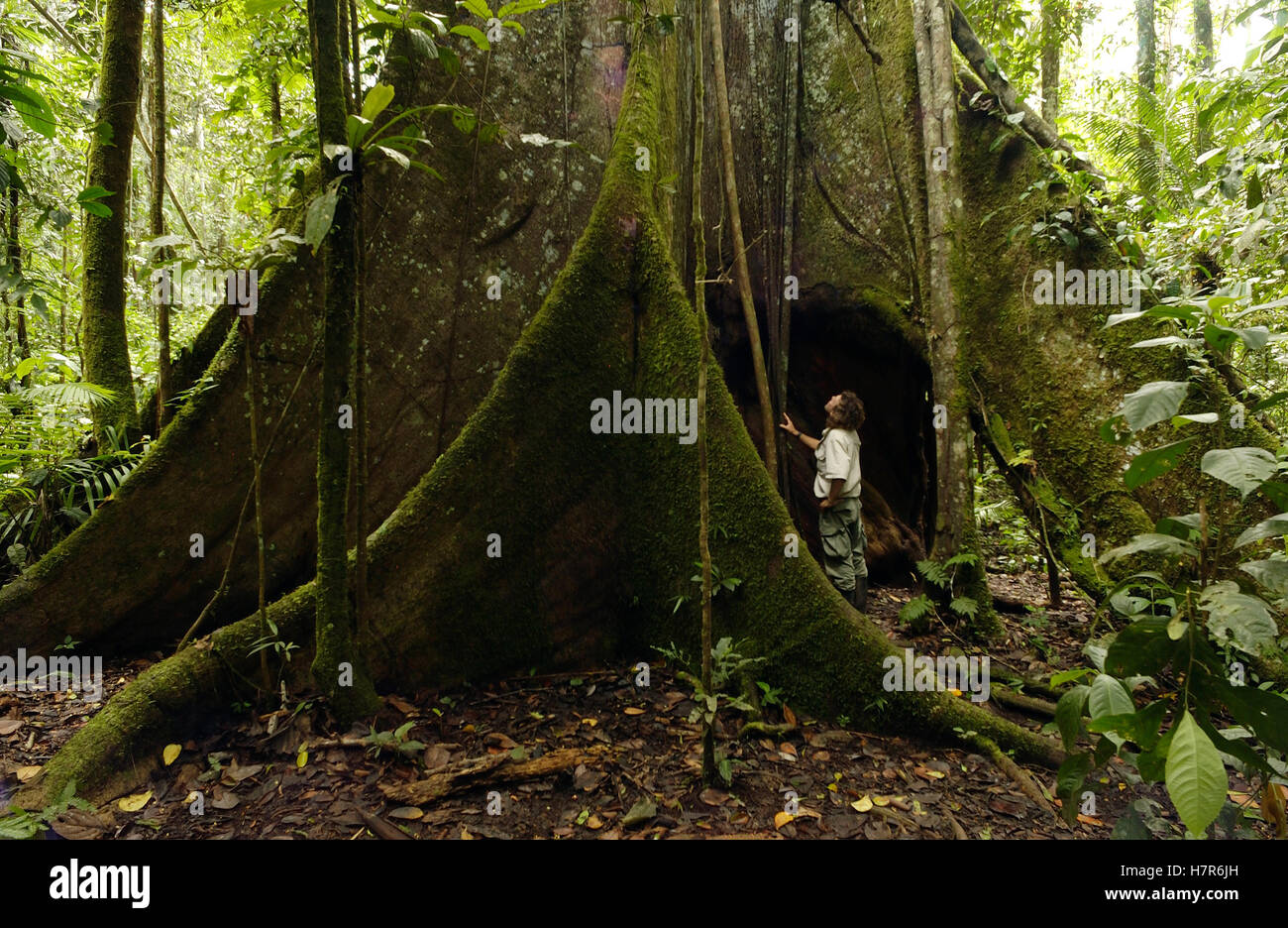 Buttress root in rainforest with photographer Pete Oxford standing ...
