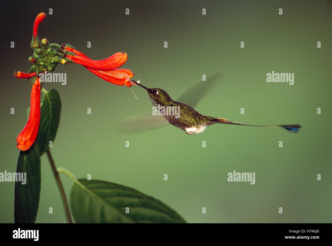 Booted Racket-tail (Ocreatus underwoodii) hummingbird, feeding at ...
