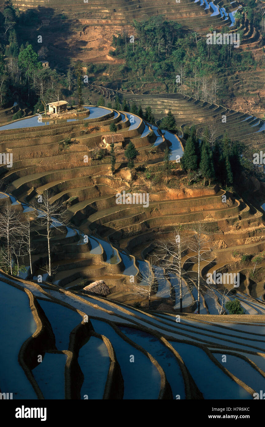3000 year old Yuanyang grand terraces, built by Hani people, Honghe ...