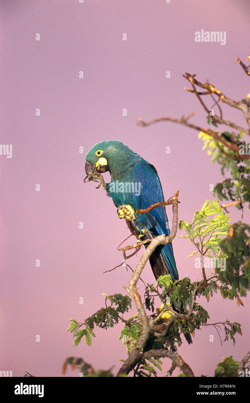 Lear's Macaw (Anodorhynchus leari) feeding in tree, Caatinga, eastern ...