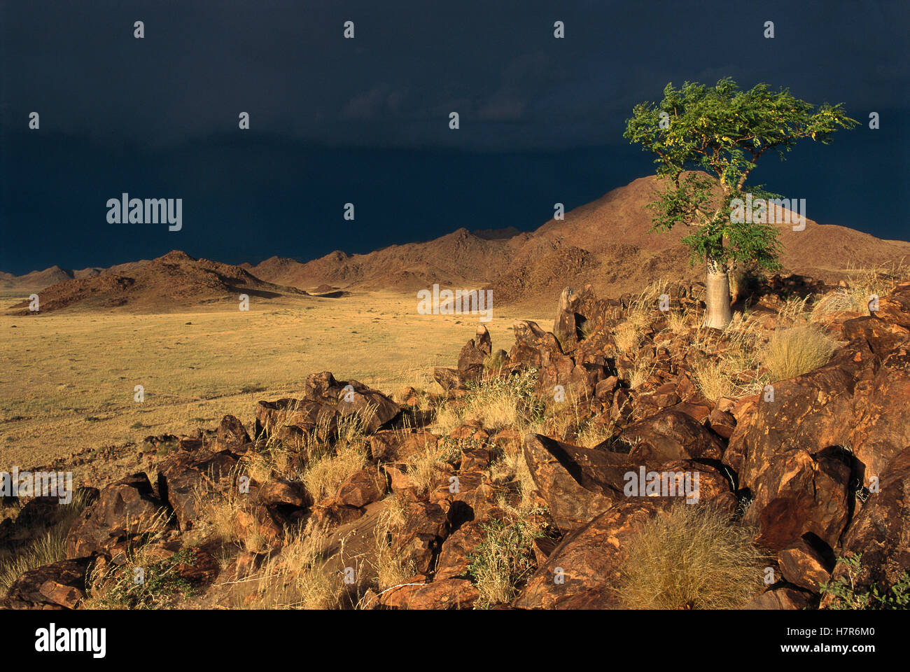 Phantom Tree (Moringa ovalifolia) and desert storm, Namib-Naukluft ...