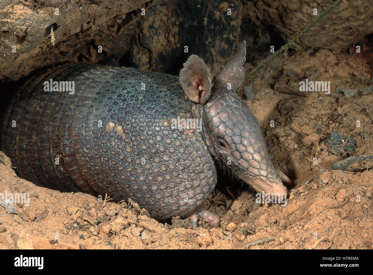 Armadillo cerrado hi-res stock photography and images - Alamy