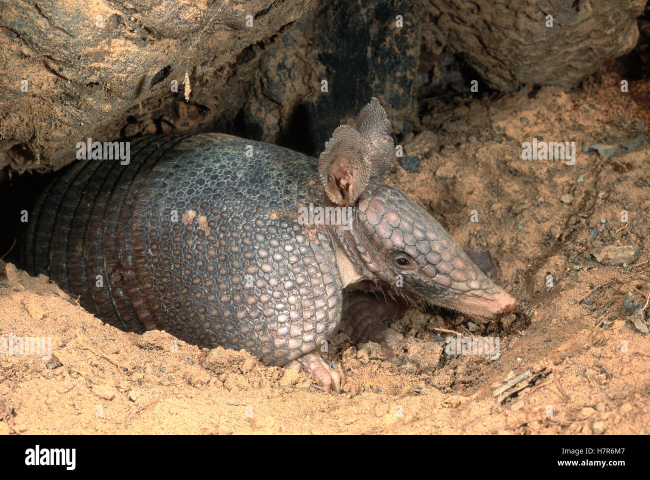 Armadillo cerrado hi-res stock photography and images - Alamy
